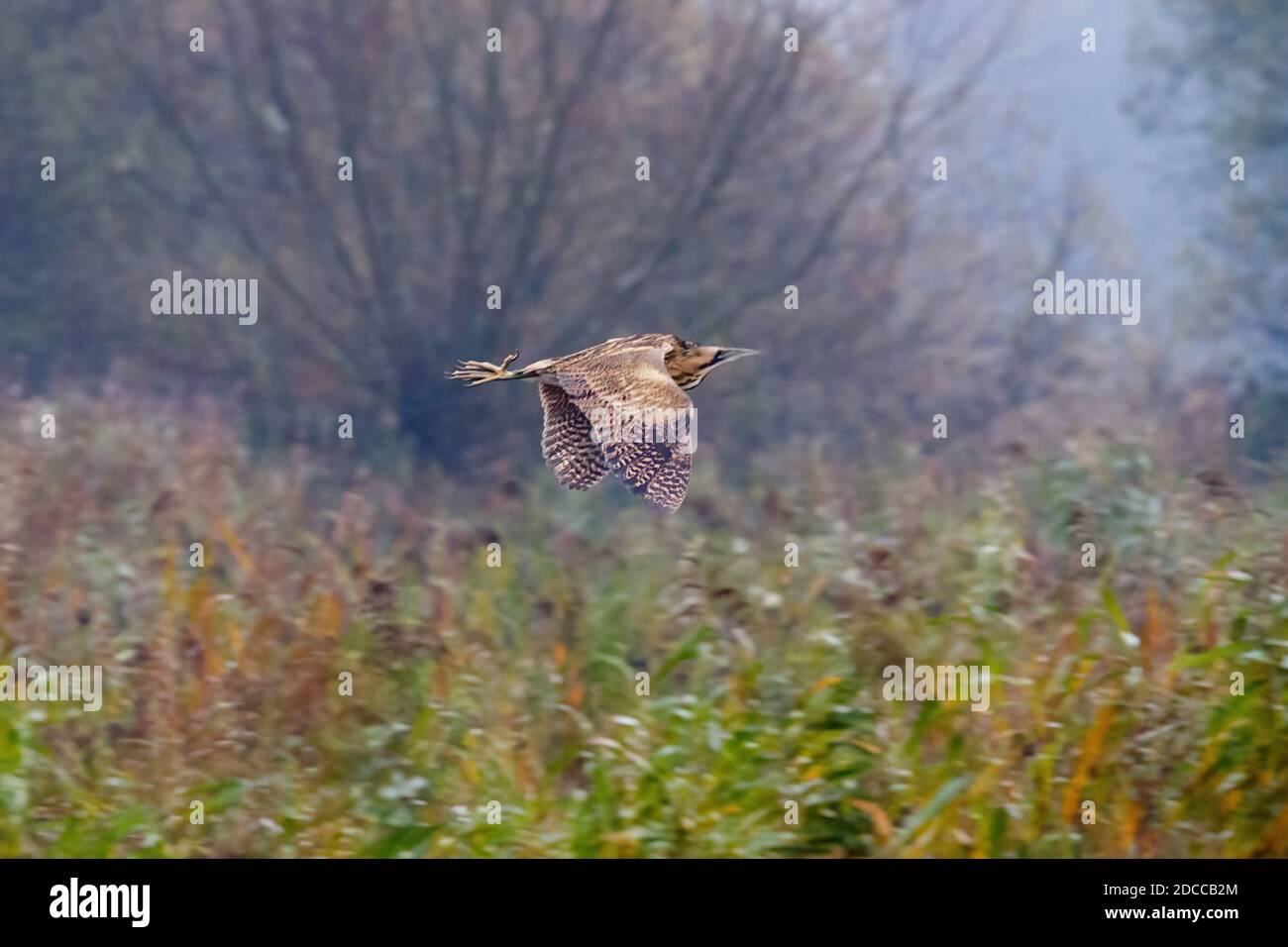 Niveaux sommerset Banque de photographies et d’images à haute ...