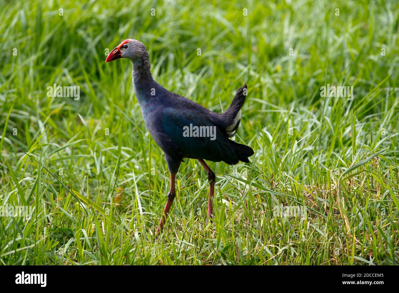 Bruyant des roseaux Banque de photographies et d’images à haute ...