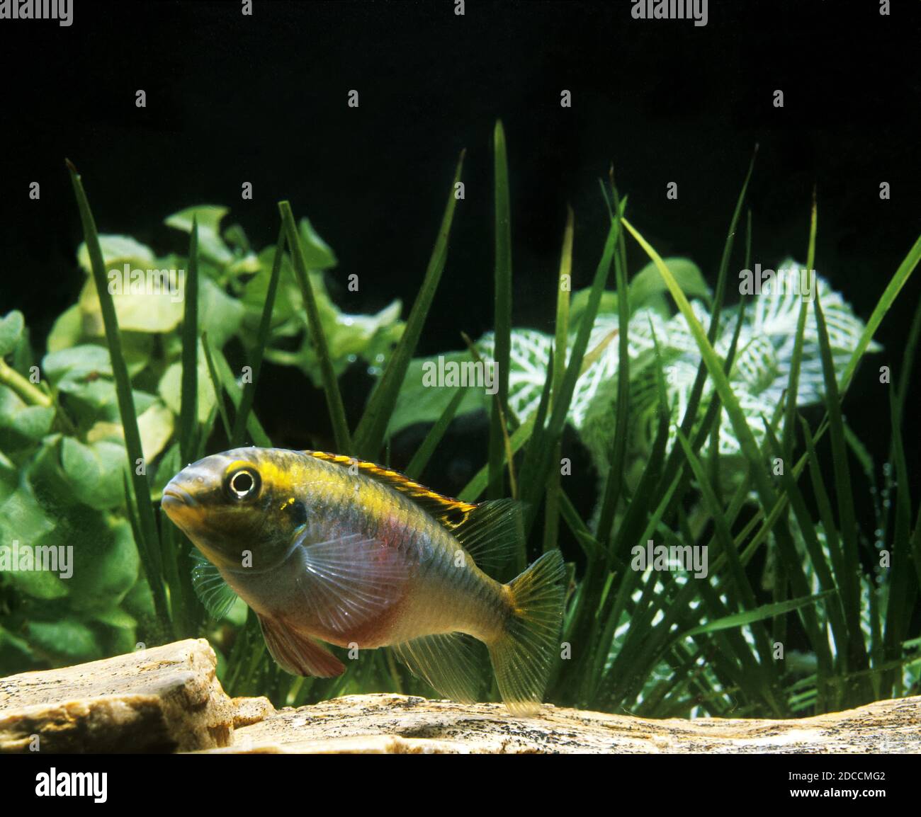 Pelmatochromis kribensis Banque de photographies et d’images à haute ...