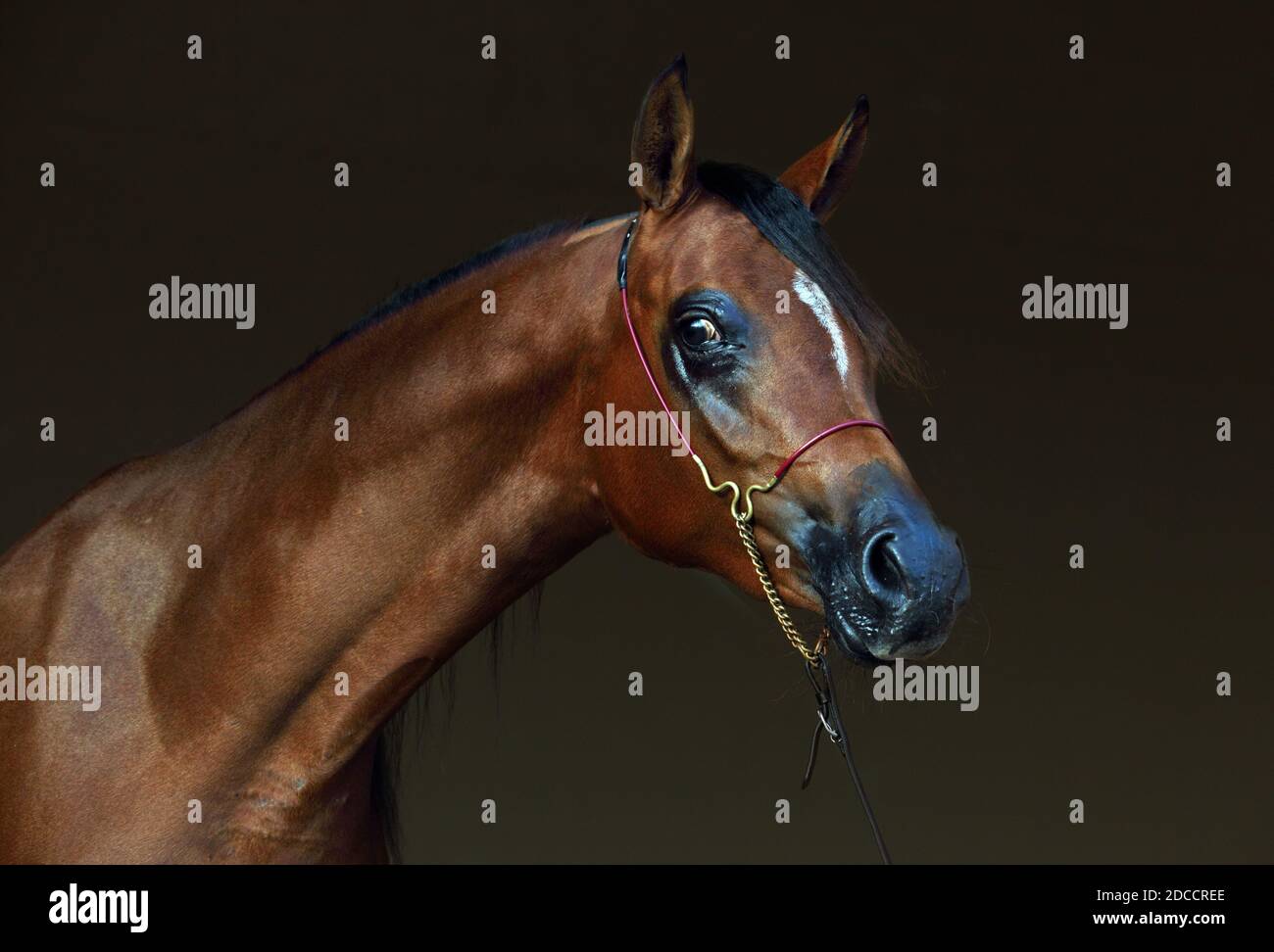 Cheval arabe Banque de photographies et d’images à haute résolution - Alamy