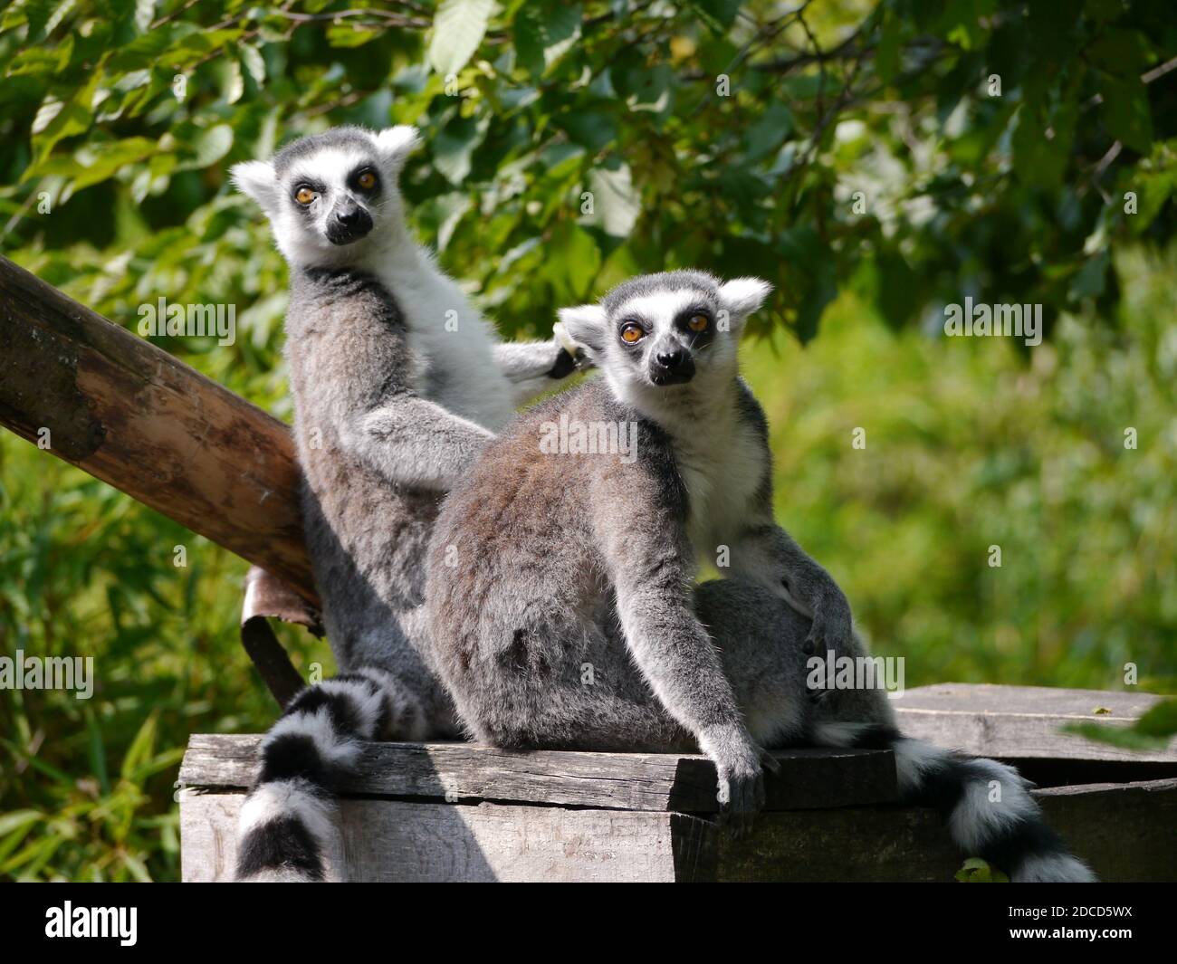 Couple of lemurs Banque de photographies et d’images à haute résolution ...