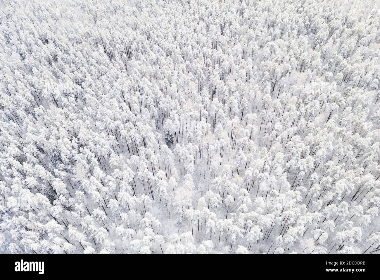 Vue aérienne d'une forêt de pins enneigés en hiver. Texture de la forêt ...
