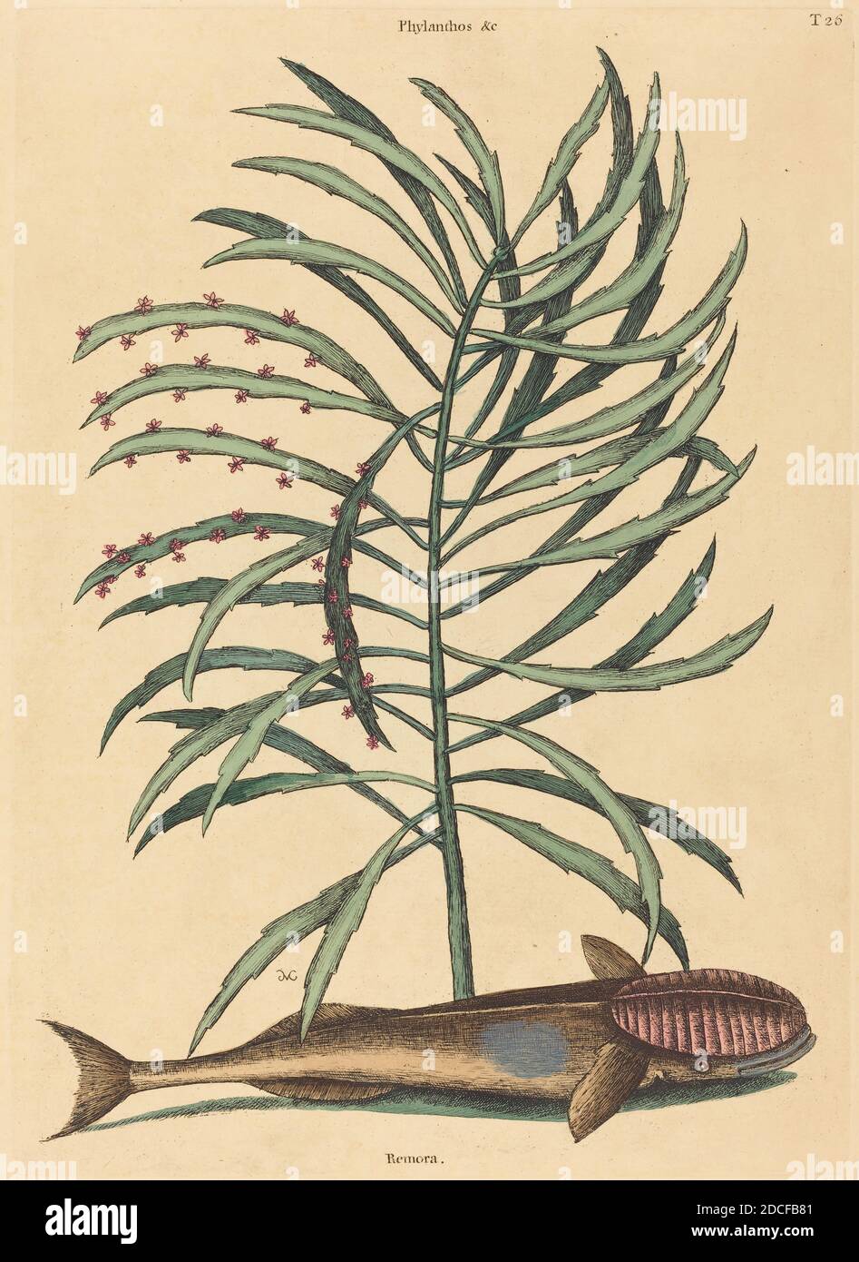 Echeneis naucratis Banque de photographies et d’images à haute ...