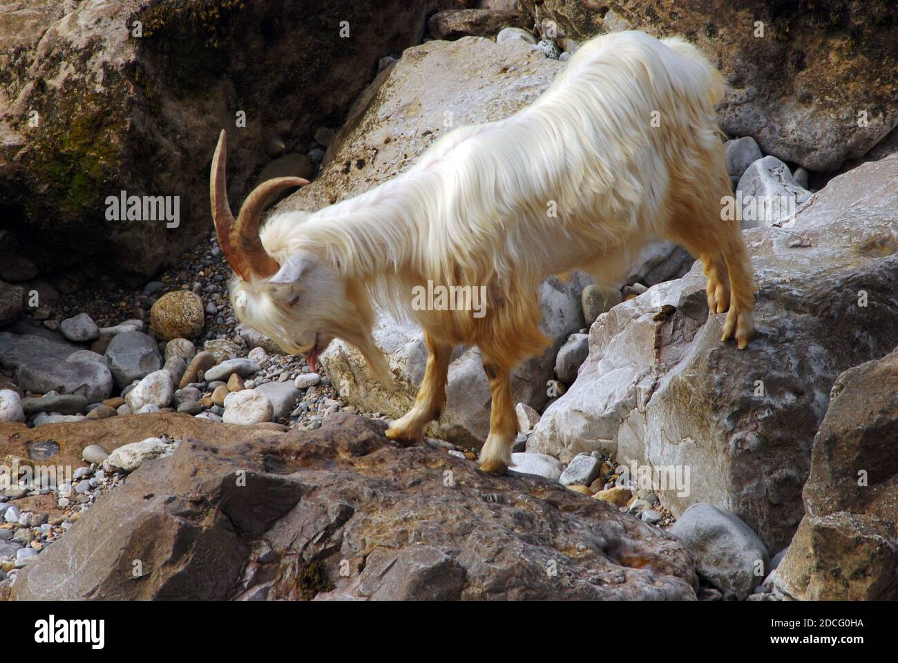 Goat major Banque de photographies et d’images à haute résolution - Alamy