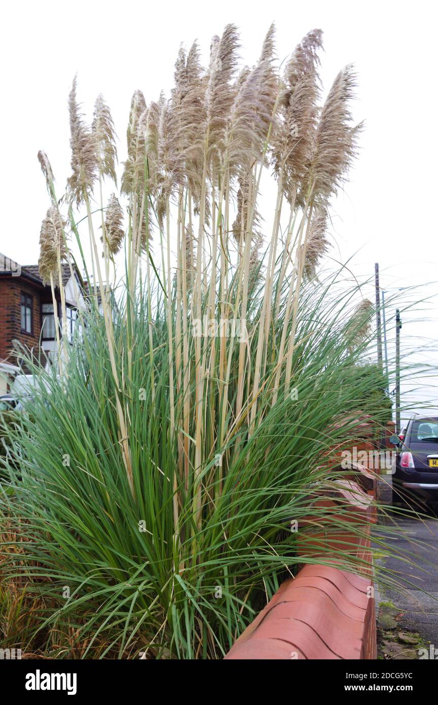 Small pampas grass cortaderia selloana Banque de photographies et d ...