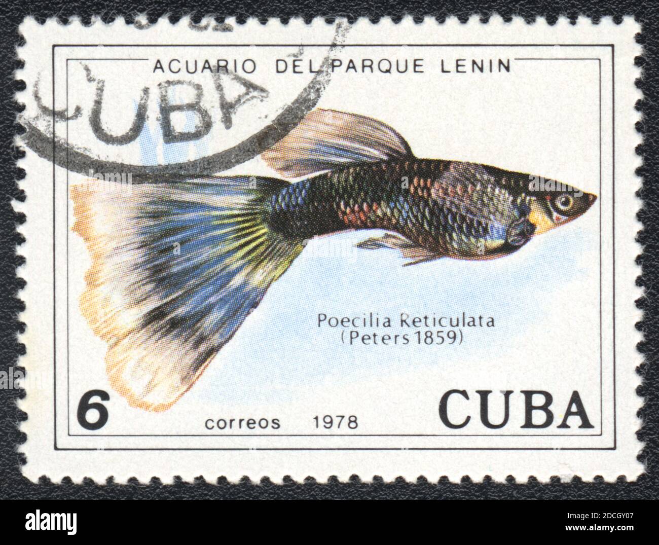 Un timbre imprimé à Cuba montre un poisson d'aquarium GuppY (Poecilia ...
