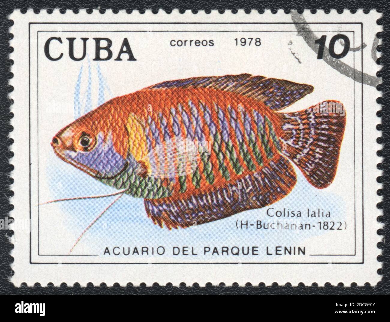 Un timbre imprimé à Cuba montre un poisson d'aquarium Dwarf gourami ...