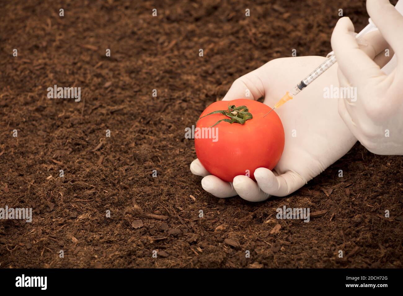 tomate en laboratoire de génie génétique, concept alimentaire OGM Photo ...