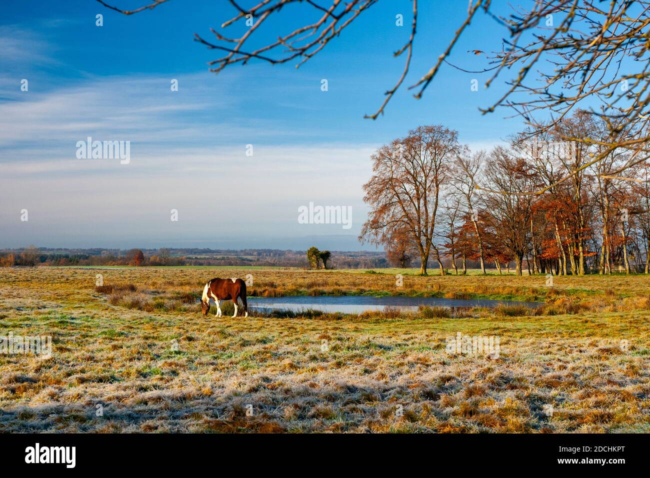 Belle pologne et animaux Banque de photographies et d’images à haute ...