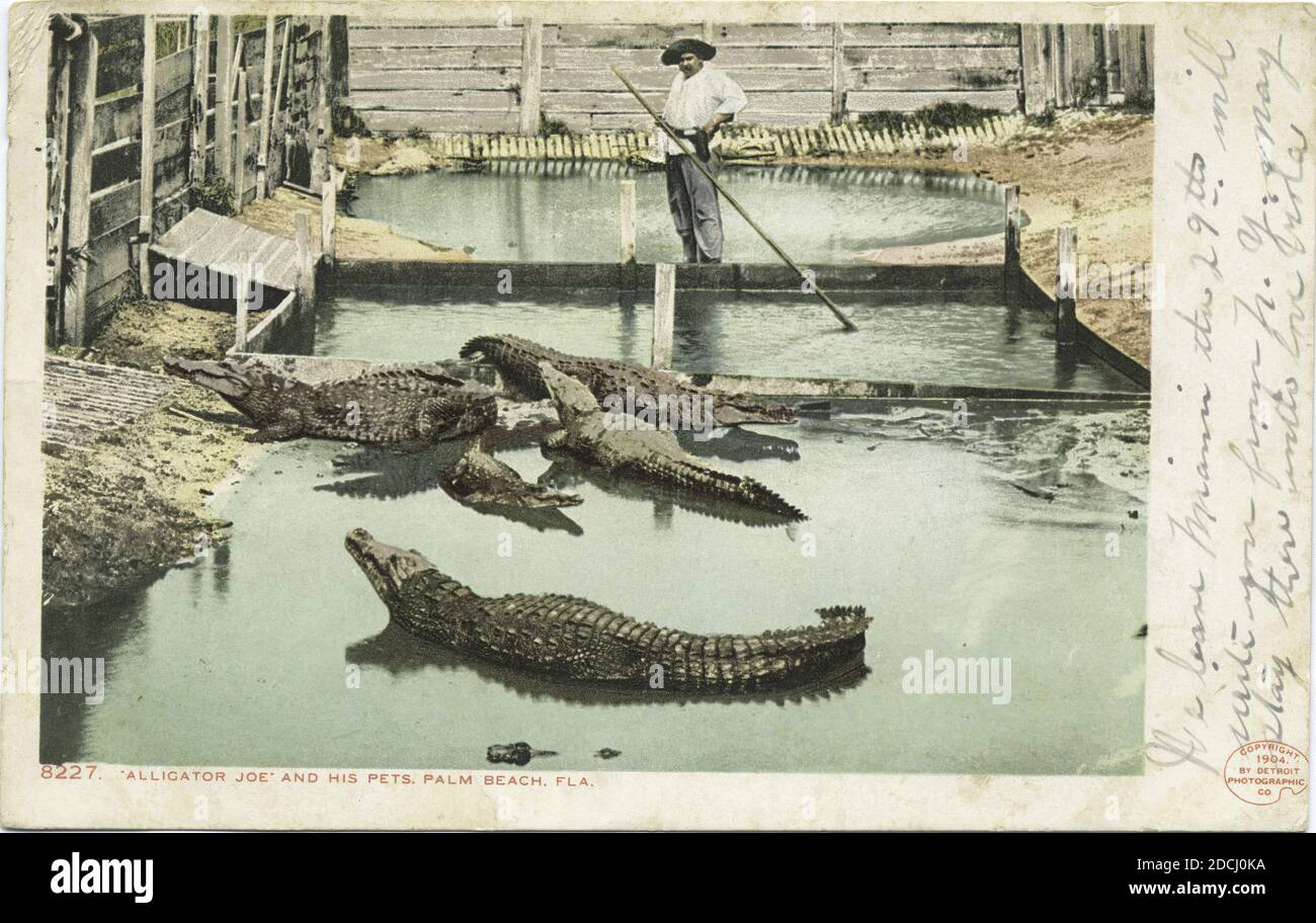 Alligator joe Banque de photographies et d’images à haute résolution ...