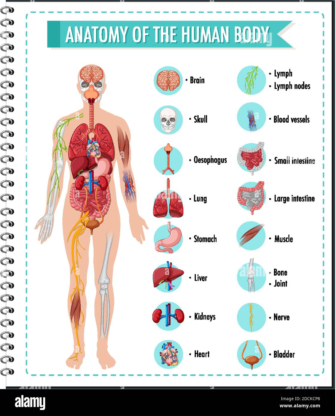 Illustration de l'infographie sur l'anatomie du corps humain Image ...
