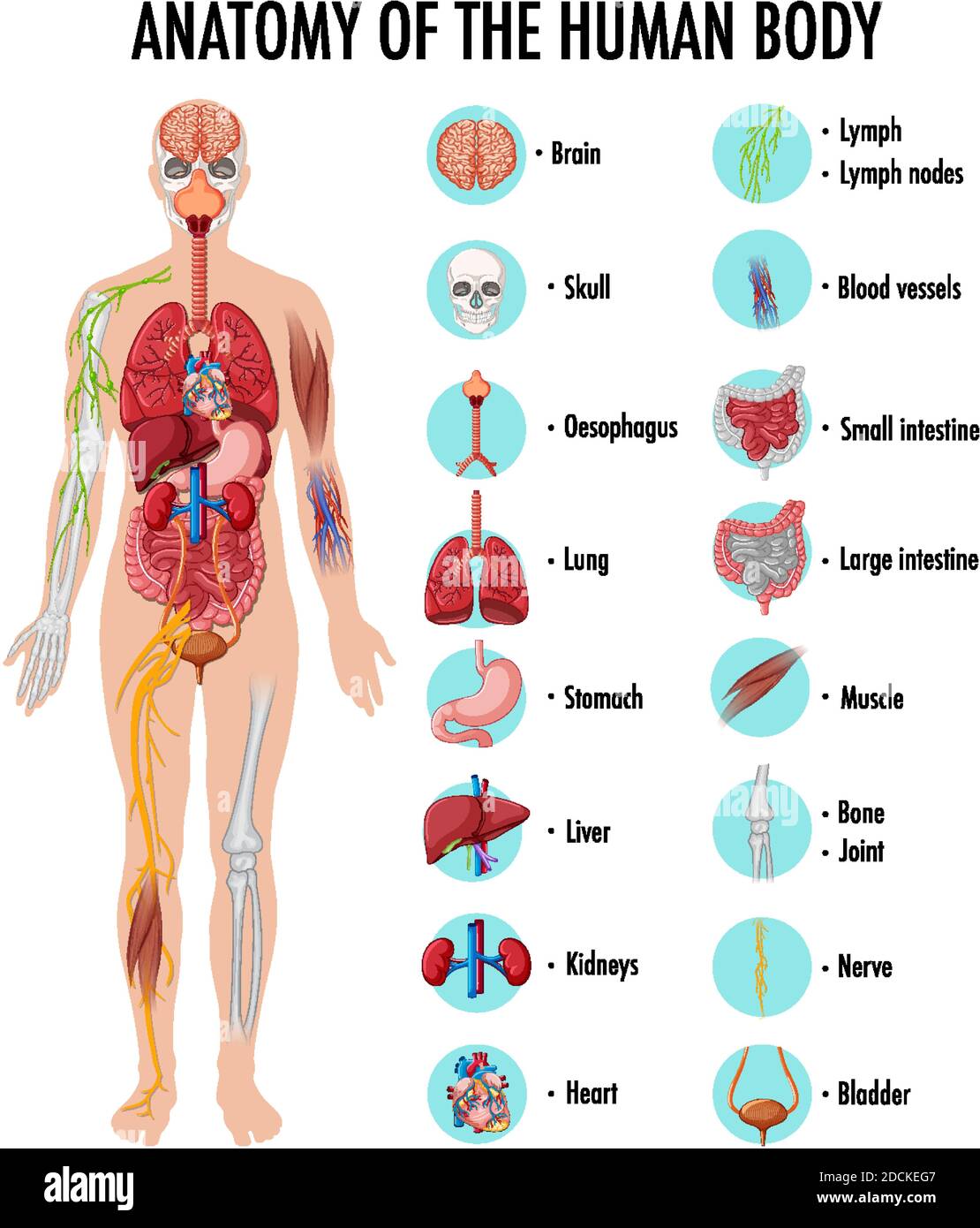 Illustration de l'infographie sur l'anatomie du corps humain Image ...