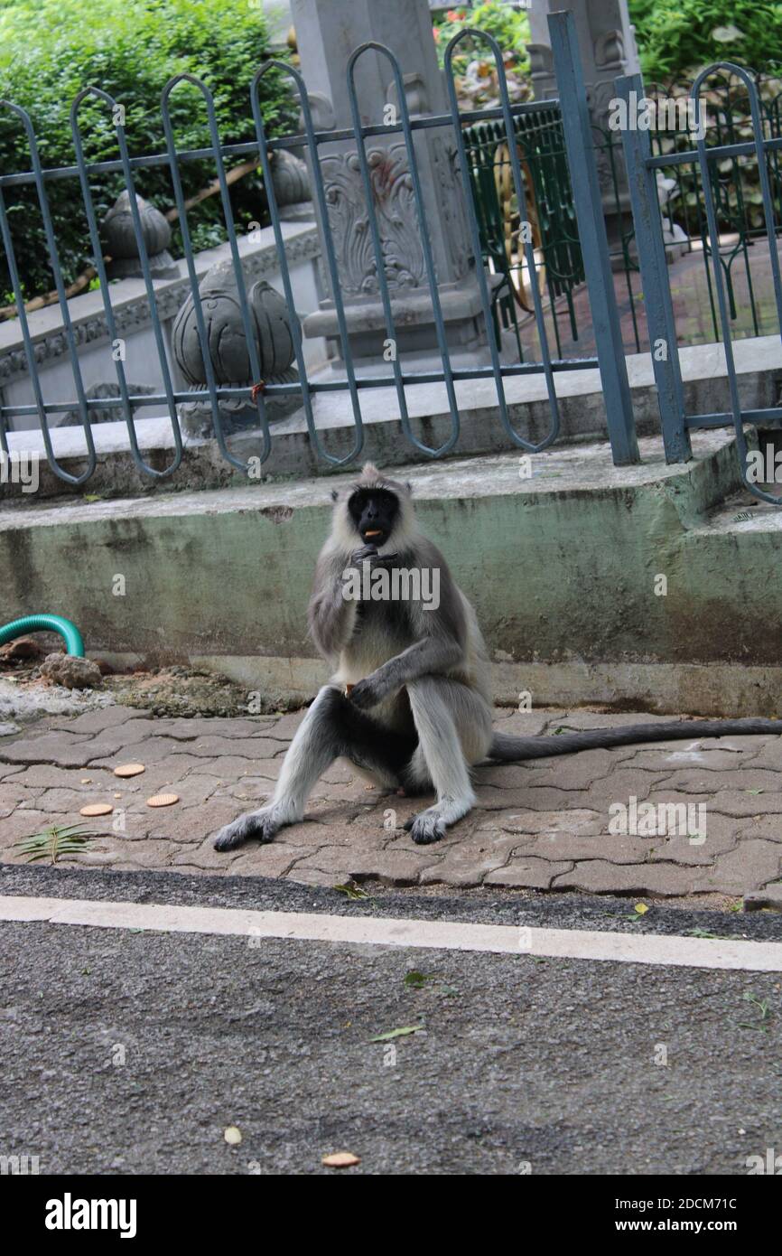 Forêt de singes Banque de photographies et d’images à haute résolution ...
