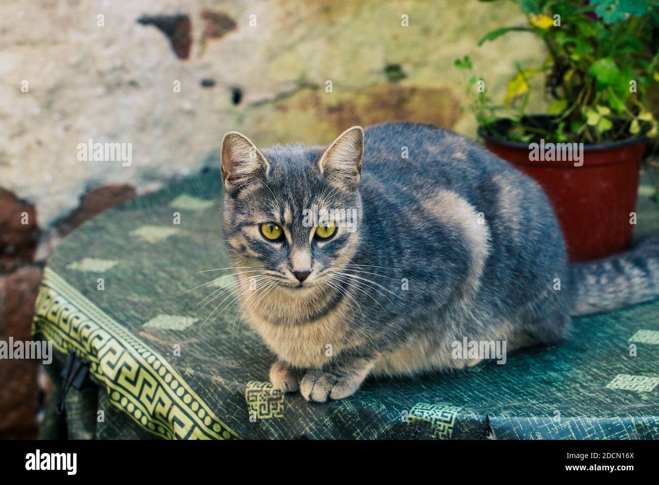 Chat sur la table Banque de photographies et d’images à haute ...