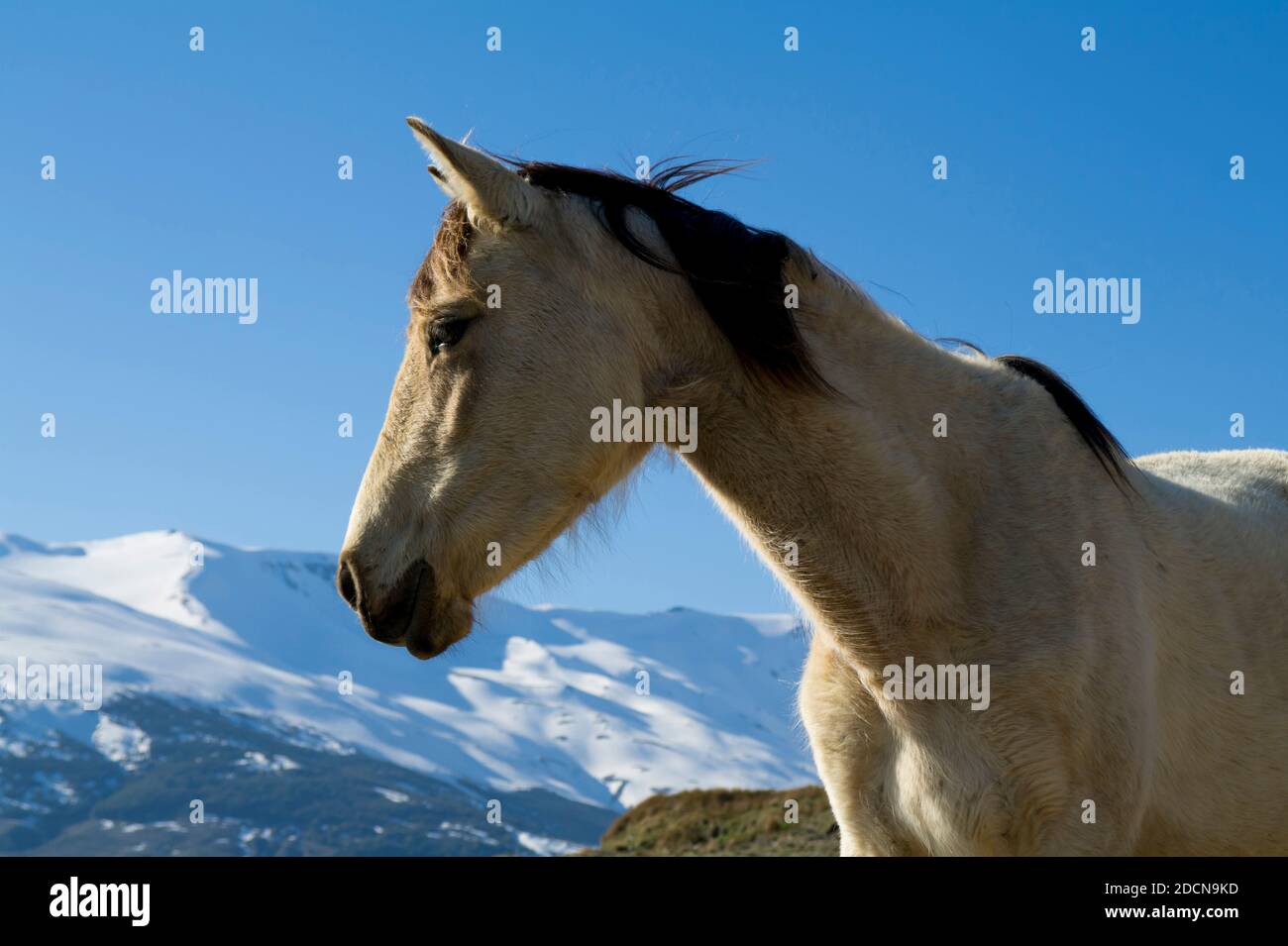 Cheval paysage montagne sierra Banque de photographies et d’images à ...