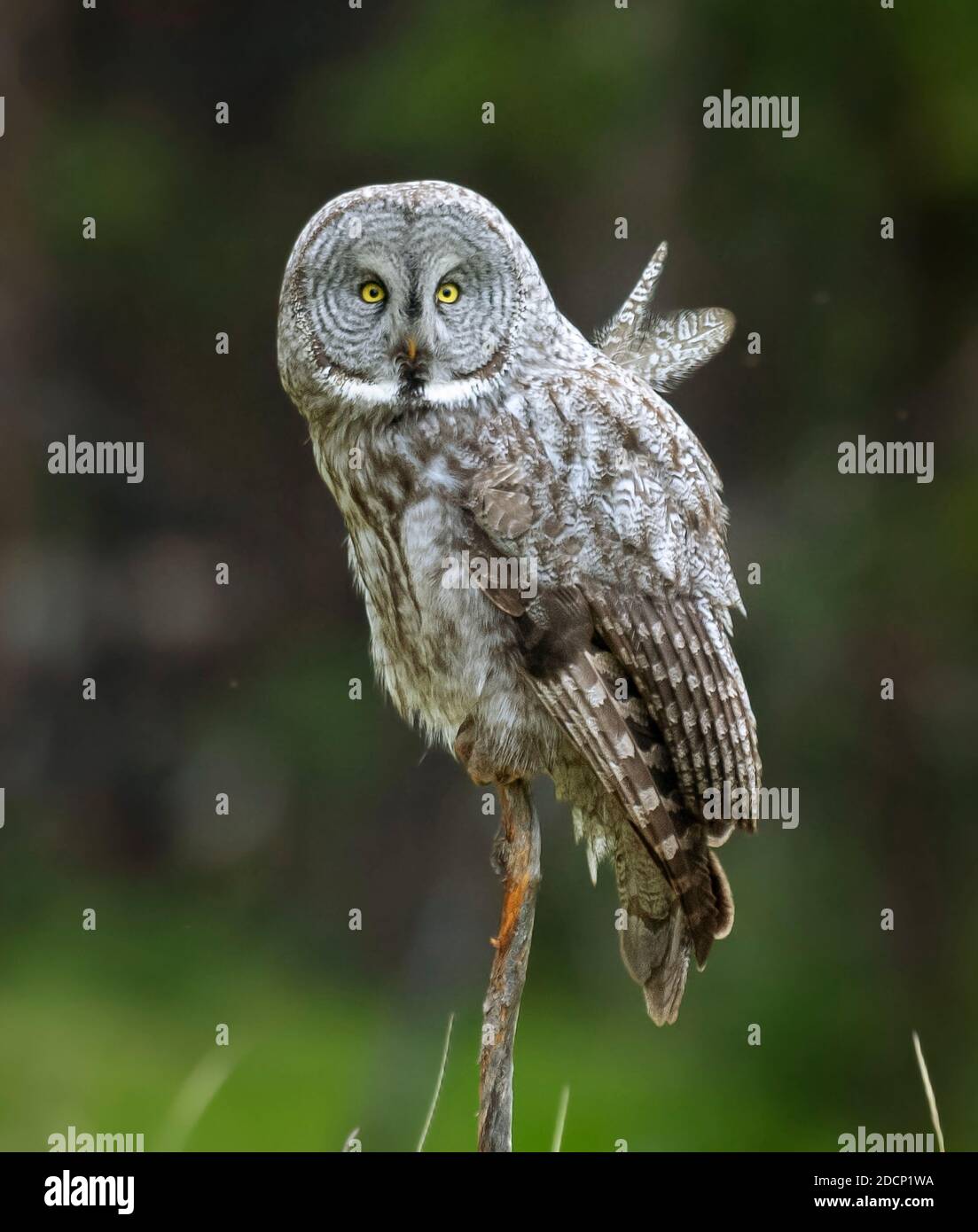 Grand hibou gris (Strix nebulosa). Parc national de Yellowstone ...