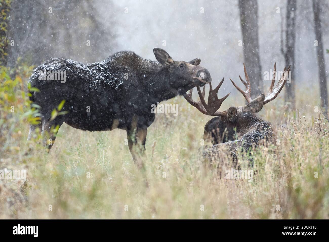Vache accouplement avec taureau Banque de photographies et d’images à haute résolution - Alamy