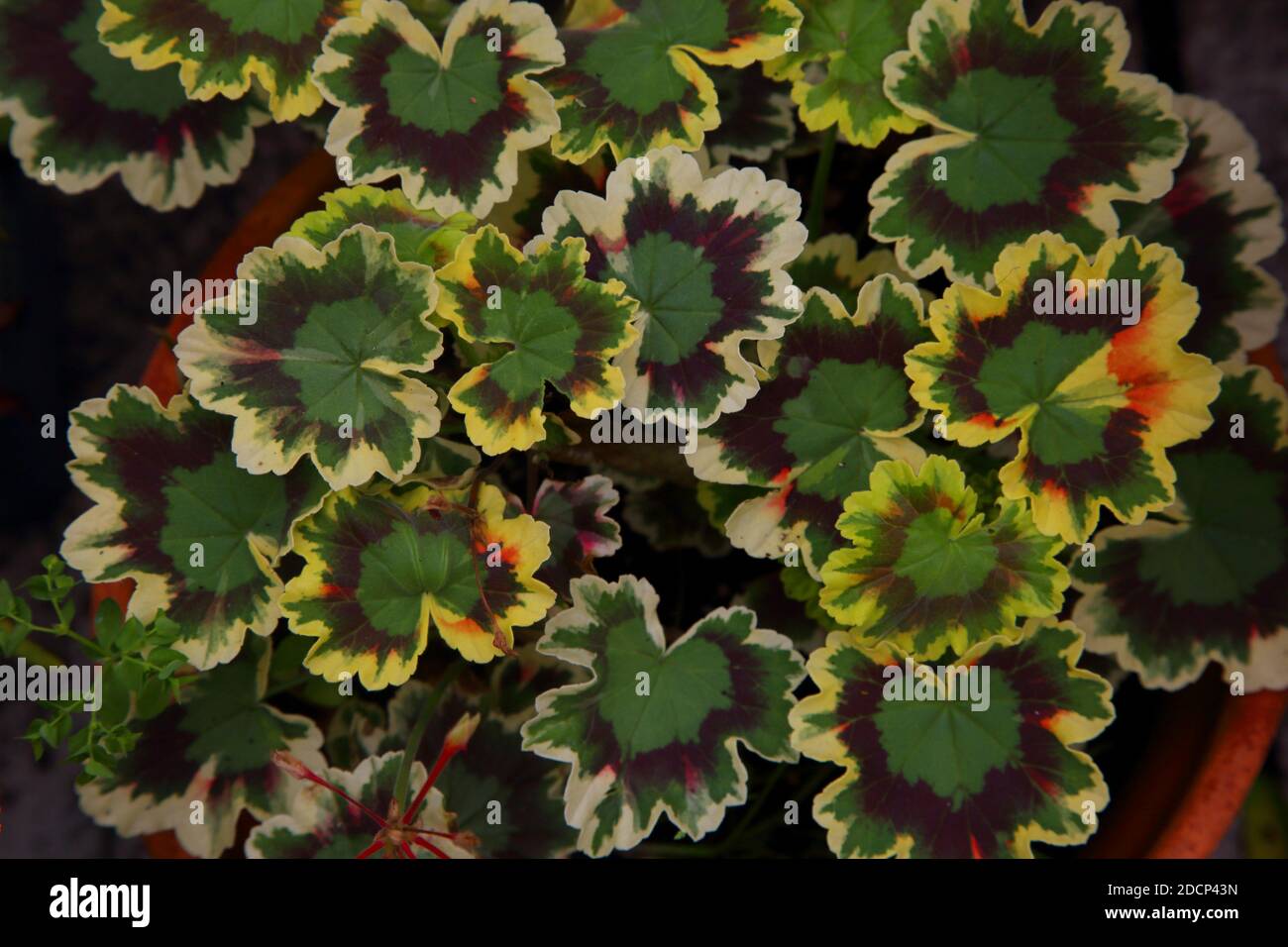 Pelargonium mrs pollock Banque de photographies et d’images à haute ...