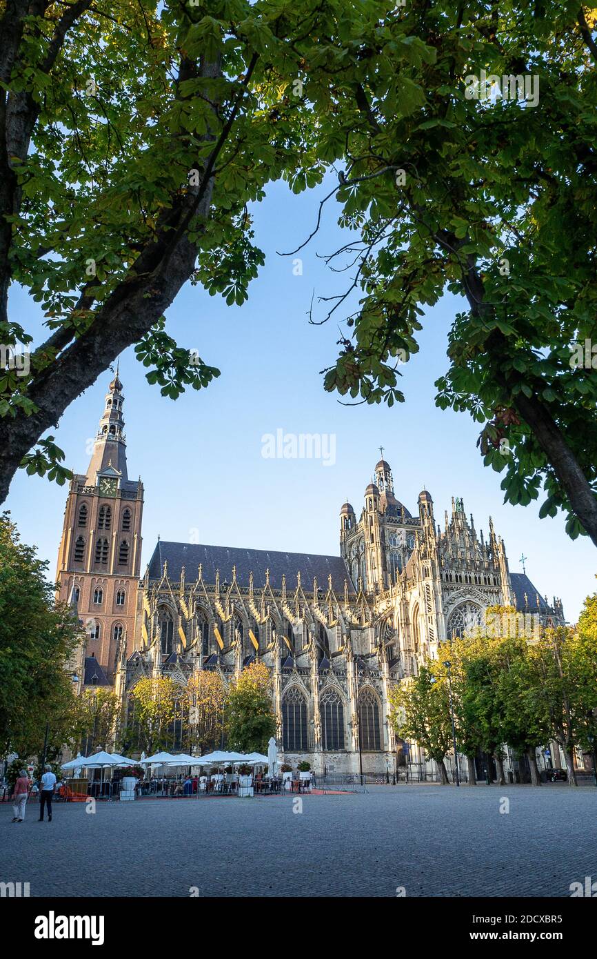 La cathédrale Saint Jan à Den Bosch la nuit avec des lampes qui ...