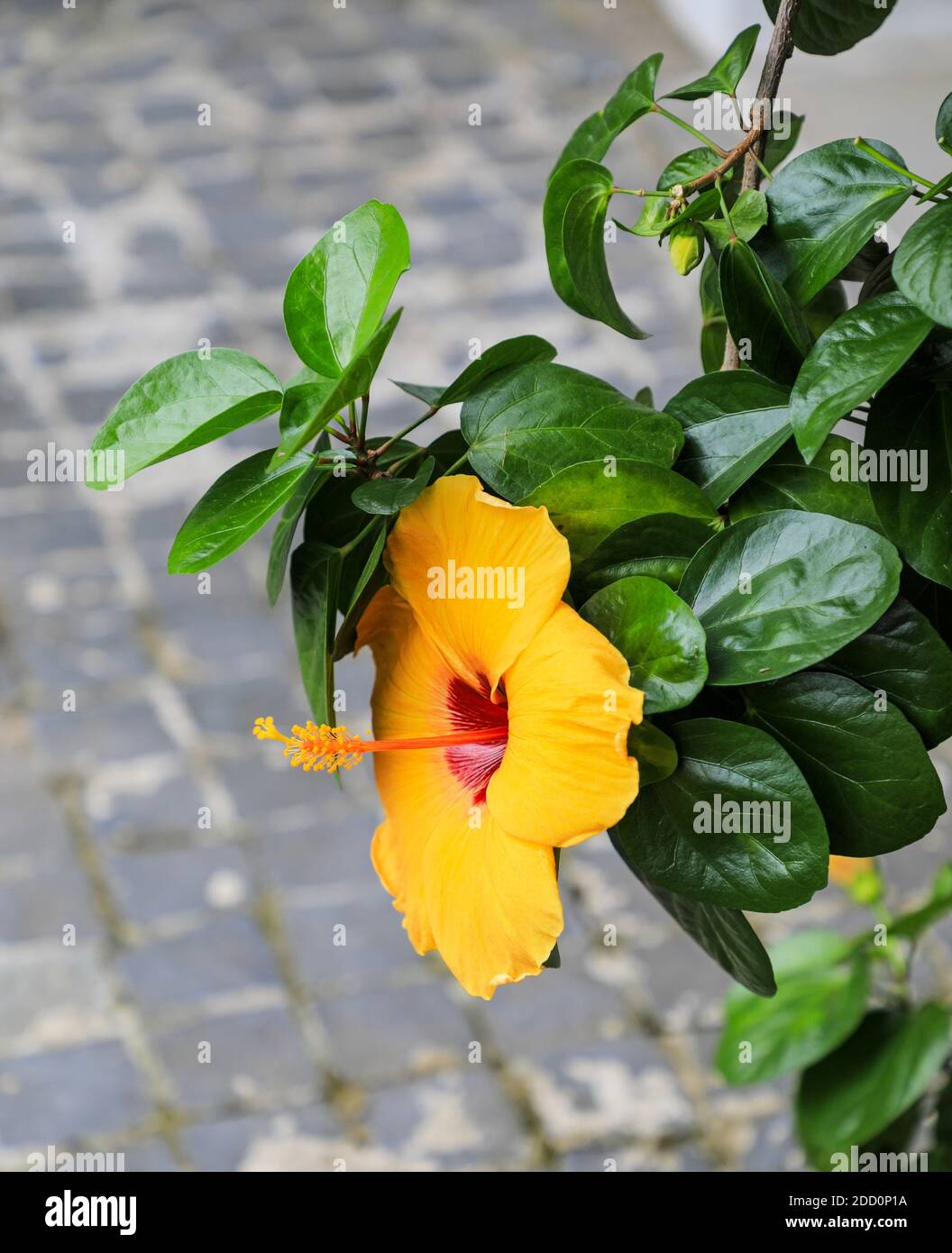 Flower a hibiscus a plant of asia Banque de photographies et d’images à ...