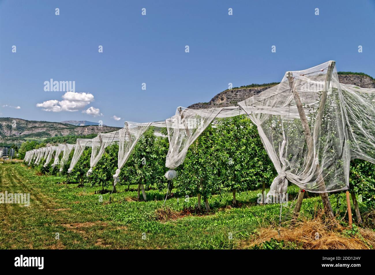 Filets de croissance de fruits Banque de photographies et d’images à ...