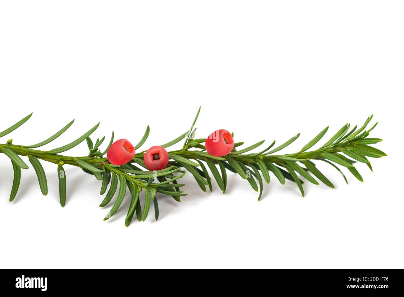 Taxus baccata if commun Banque de photographies et d’images à haute ...