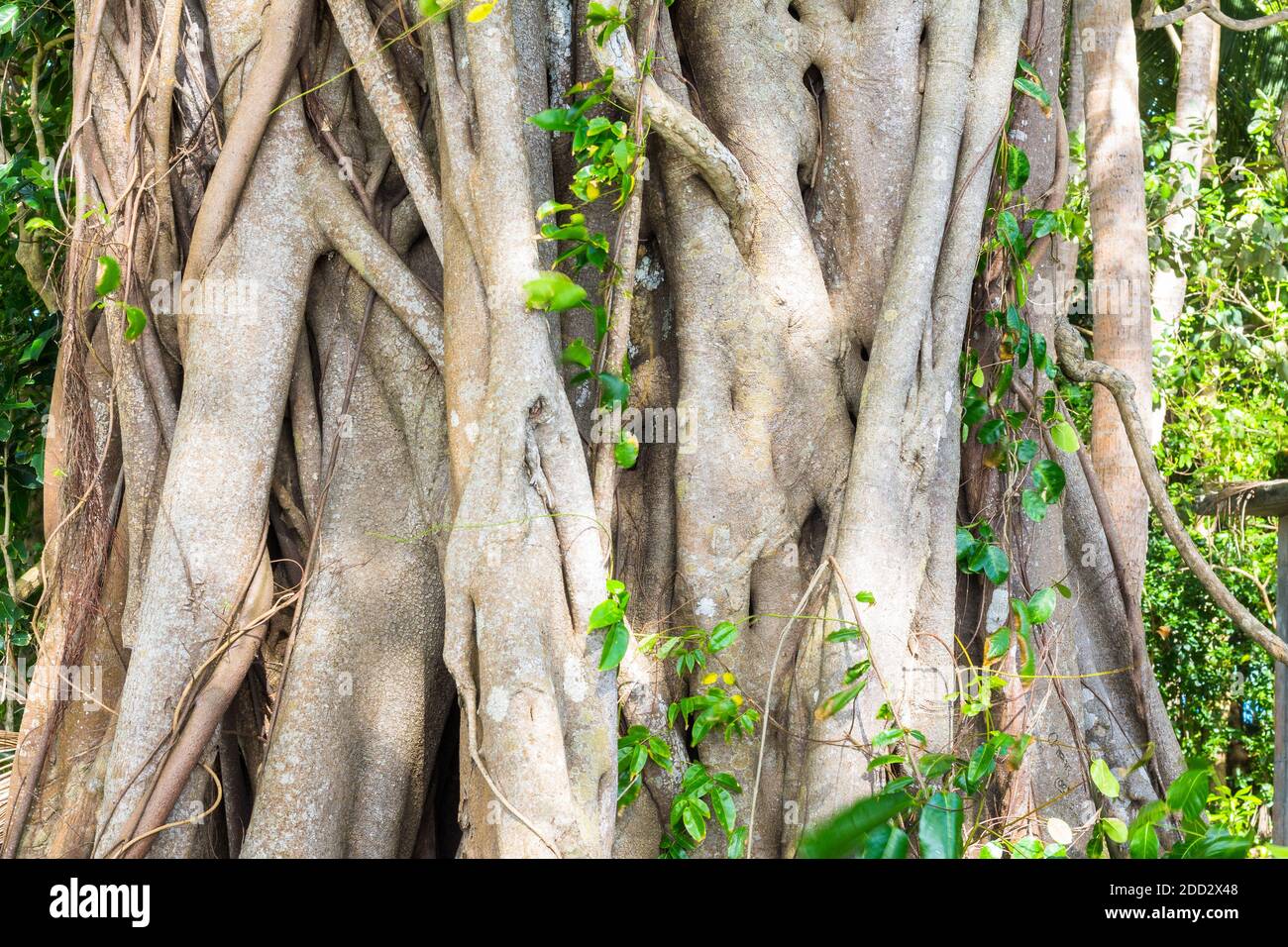 Racine aérienne Banque de photographies et d’images à haute résolution ...