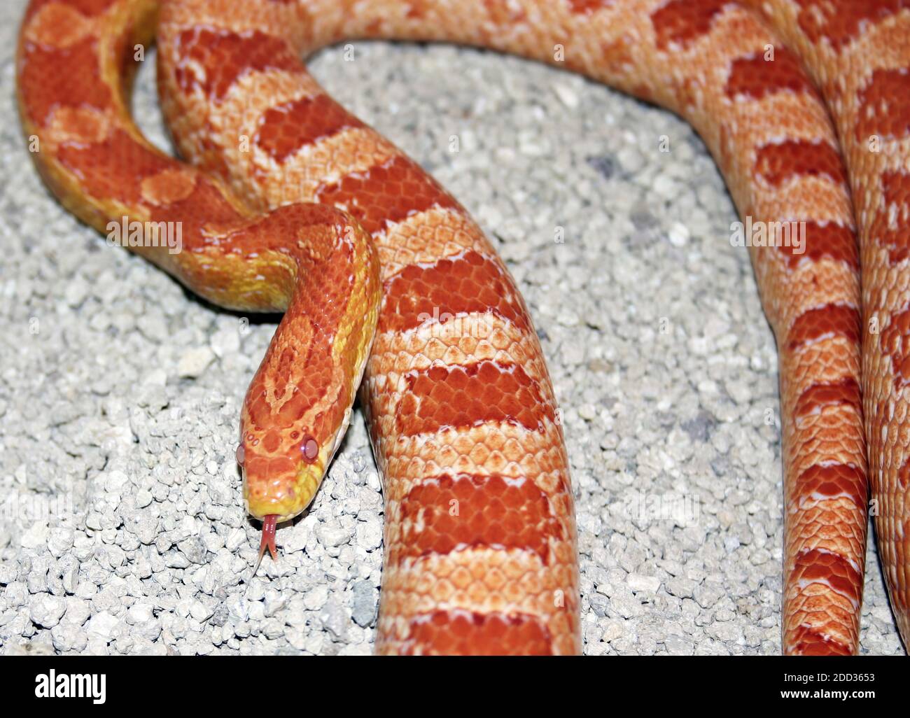 Beauty snake elaphe Banque de photographies et d’images à haute ...