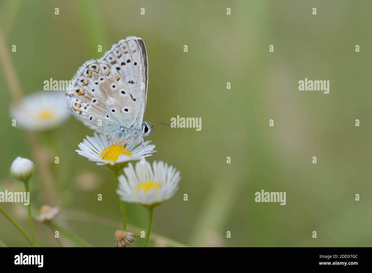 Faire brunir le papillon argus sur une plante blanche. Petit papillon ...