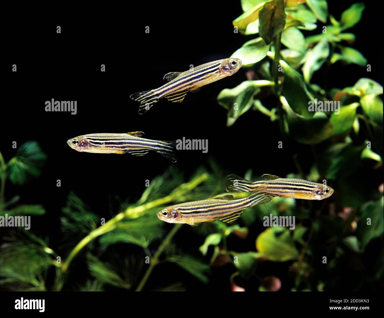Zebra fish brachydanio rerio Banque de photographies et d’images à ...