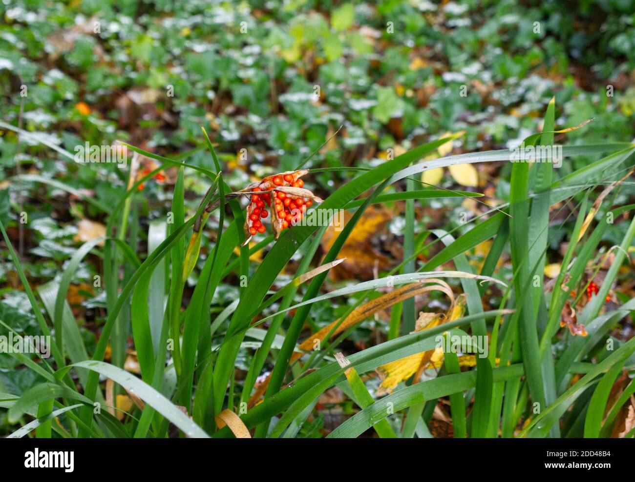 Stinking iris iris foetidissima devon Banque de photographies et d ...