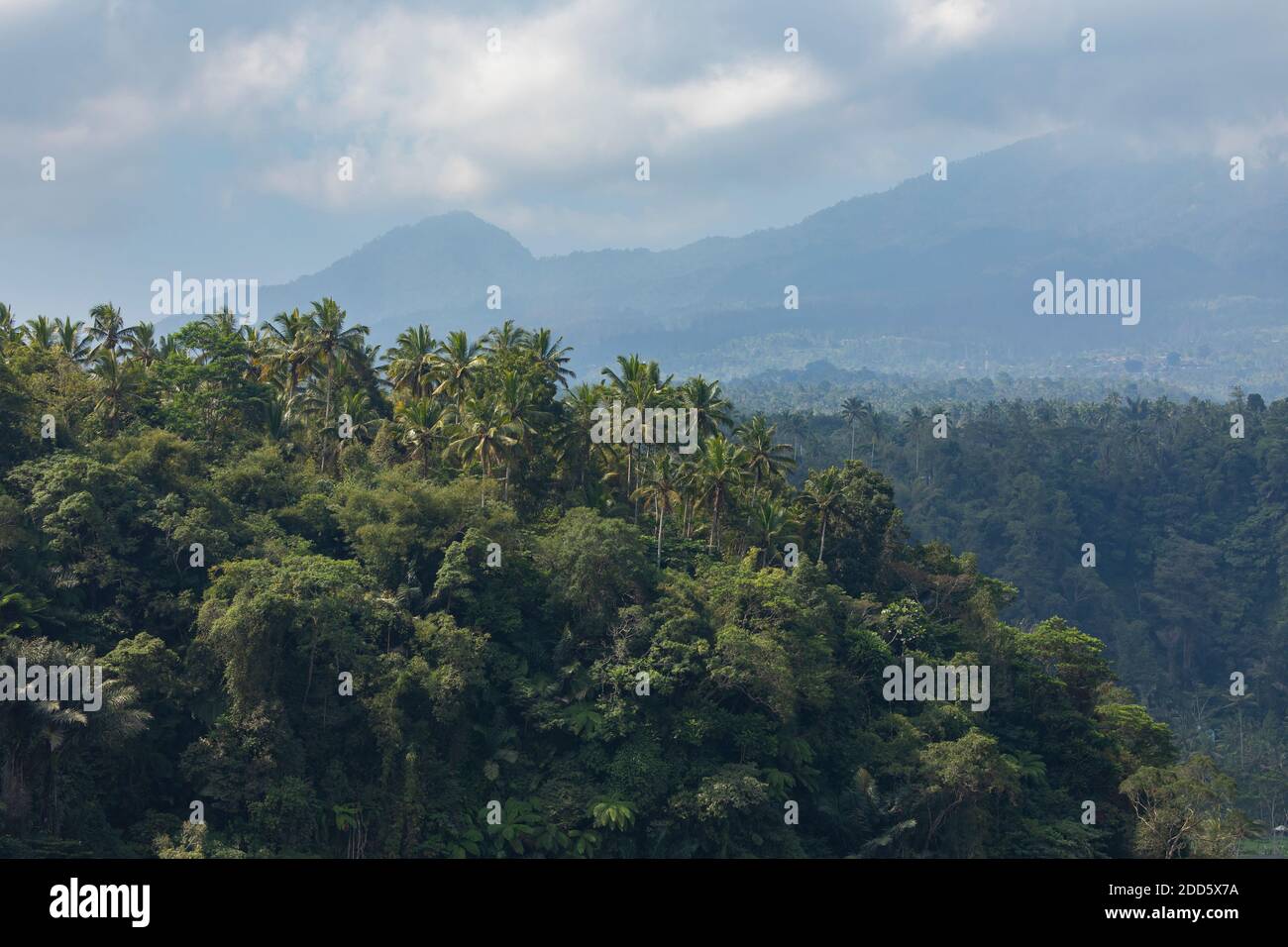 Volcan du Mont Agung au loin, entouré d'un paysage de palmiers et de ...