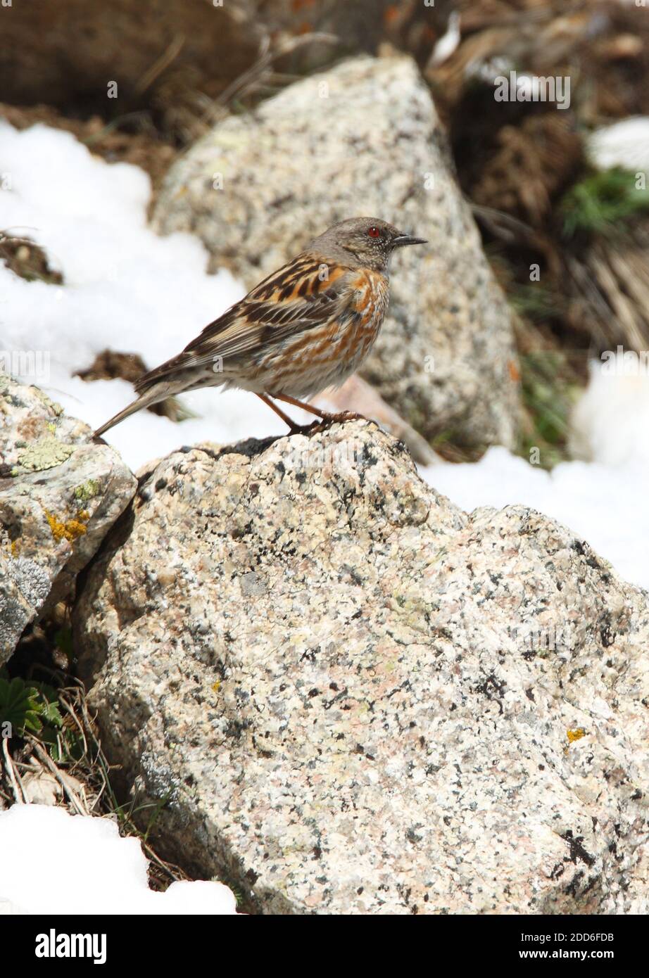 Prunella himalayana Banque de photographies et d’images à haute ...
