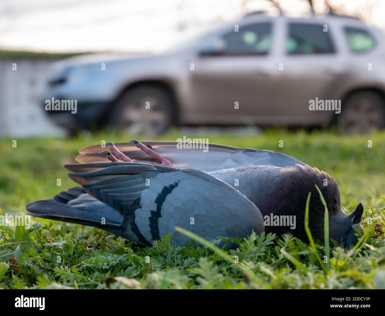 Pigeon malade Banque de photographies et d’images à haute résolution ...