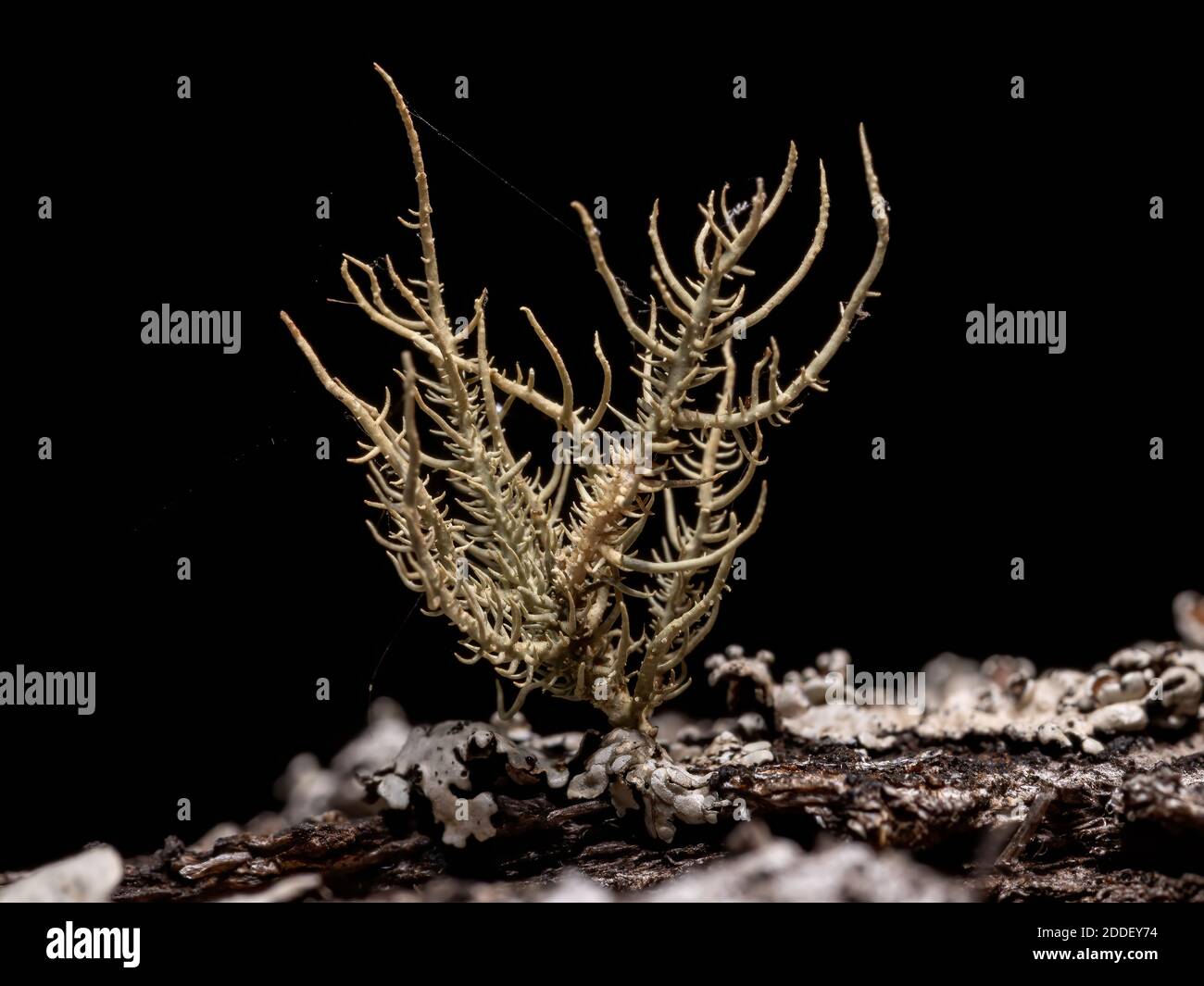 Vieux mans barbe ou arbre lichen usnea barbata Banque de photographies ...