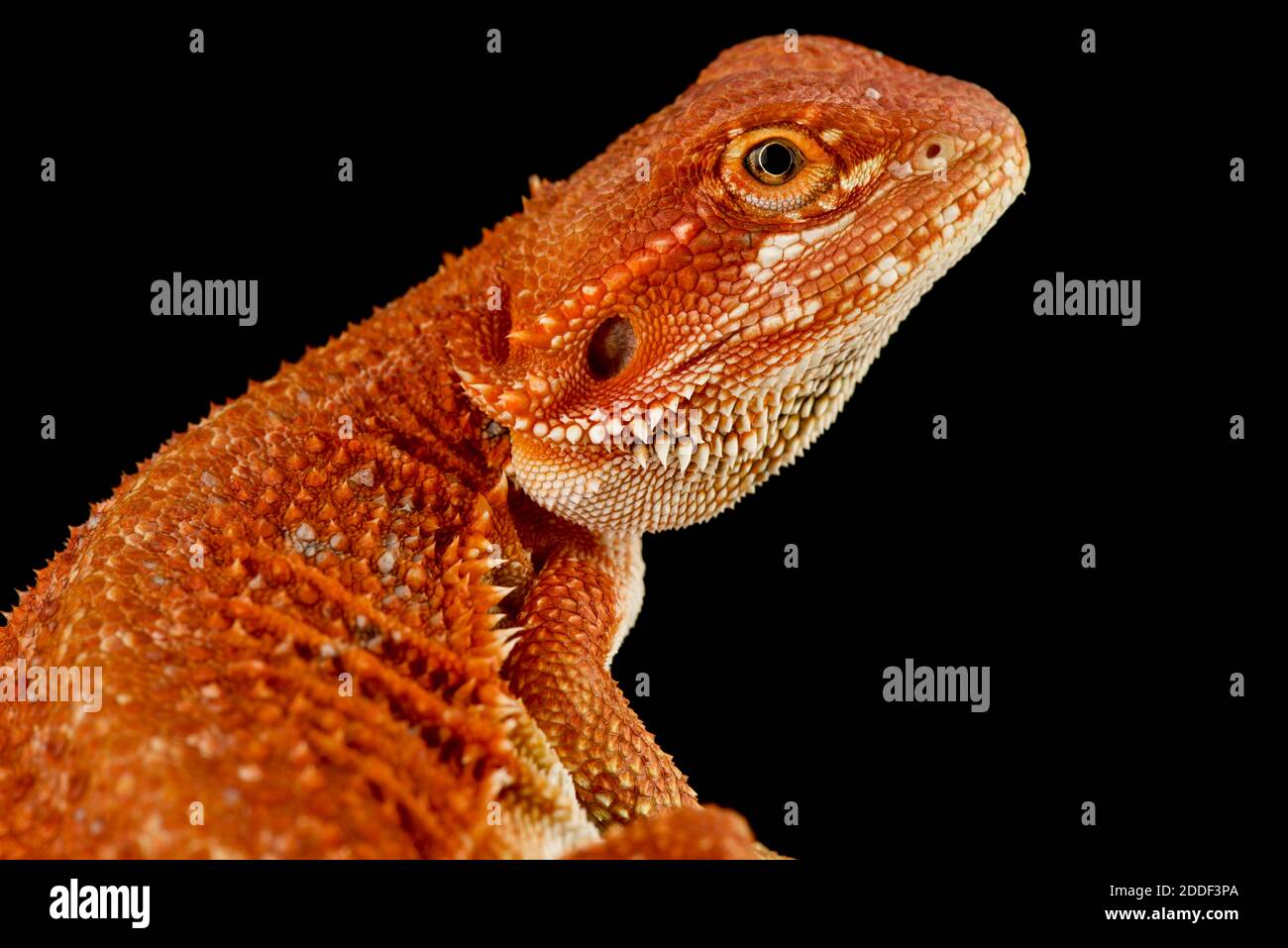 Barbus roux Banque de photographies et d’images à haute résolution - Alamy