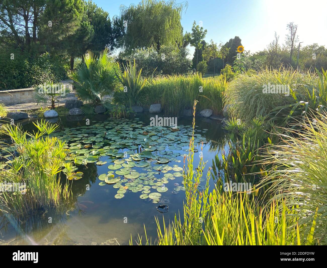 Parc naturel verdoyant avec arbres, plantes et petit lac avec feuilles ...
