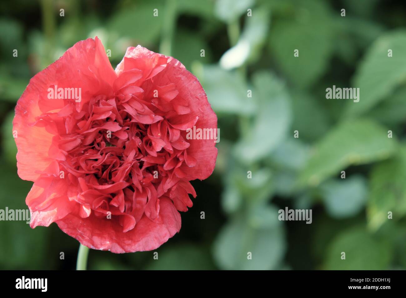 Grande fleur rouge Banque de photographies et d’images à haute ...