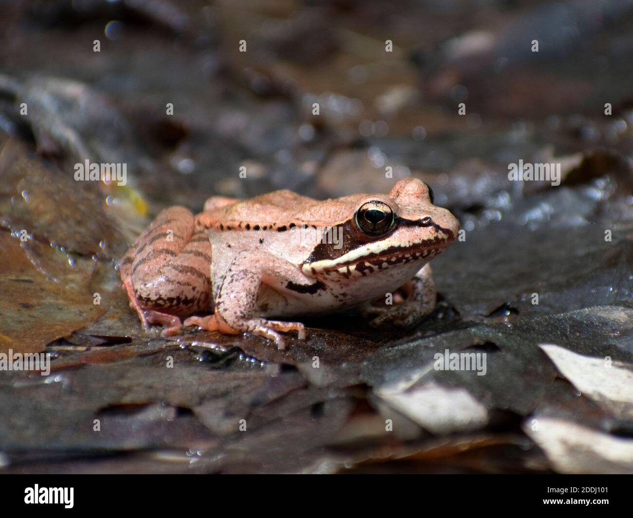 Grenouille des bois Banque de photographies et d’images à haute ...