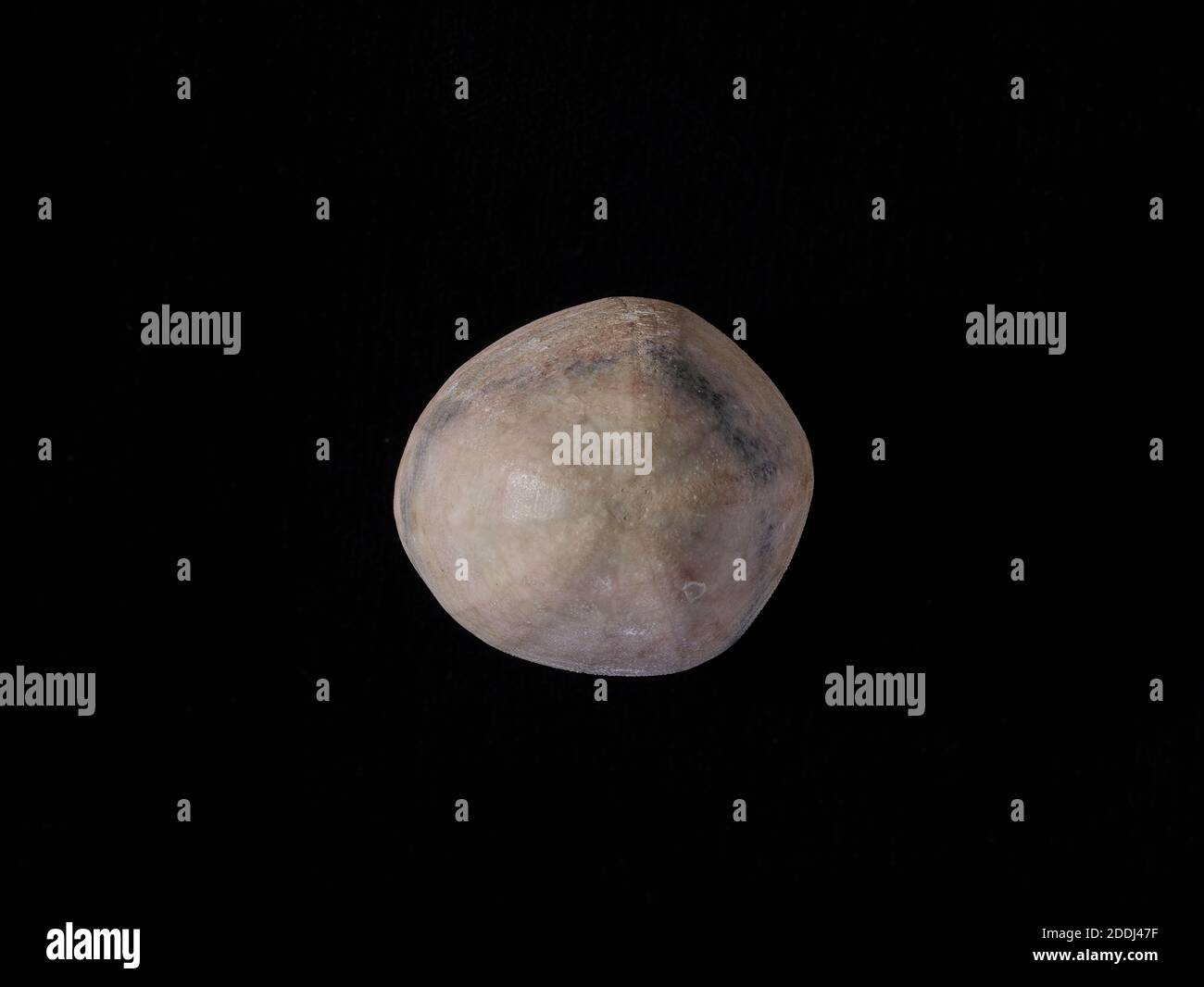 Echinoïdes fossiles, Conulus Albogalerus, un des quatre échinoïdes ...