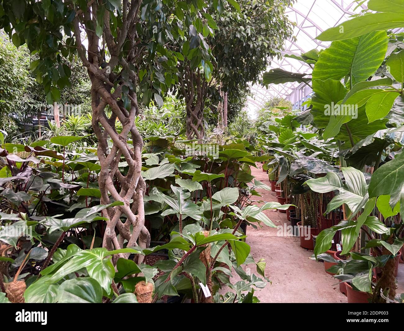 Parc botanique avec plantes vertes et gouttes d'eau sur les feuilles ...