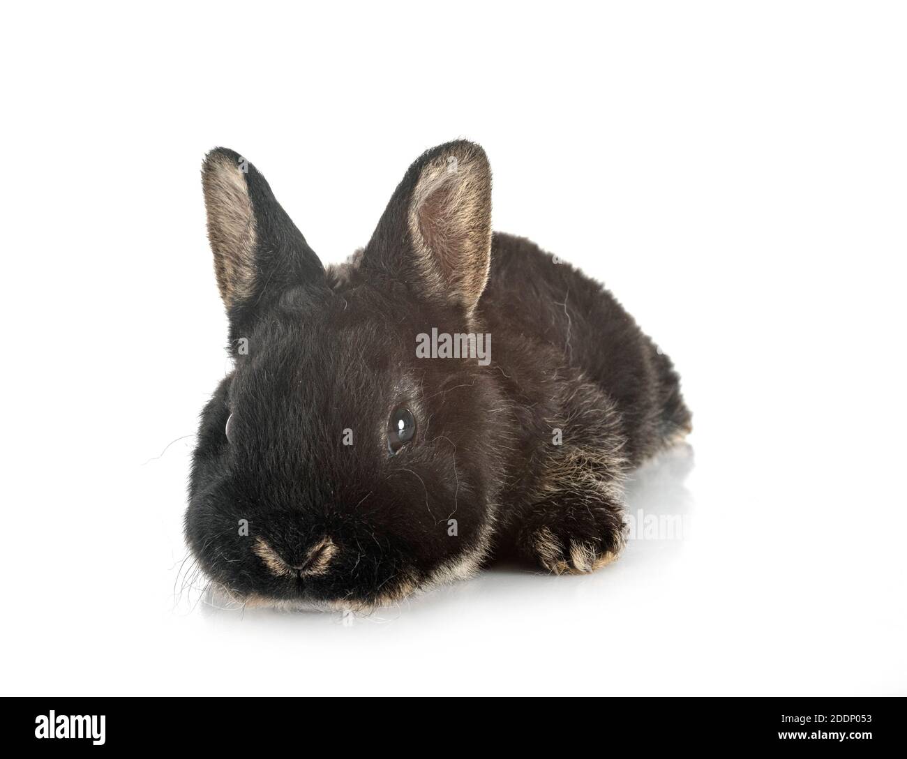 Lapin rex noir et blanc Banque de photographies et d’images à haute ...