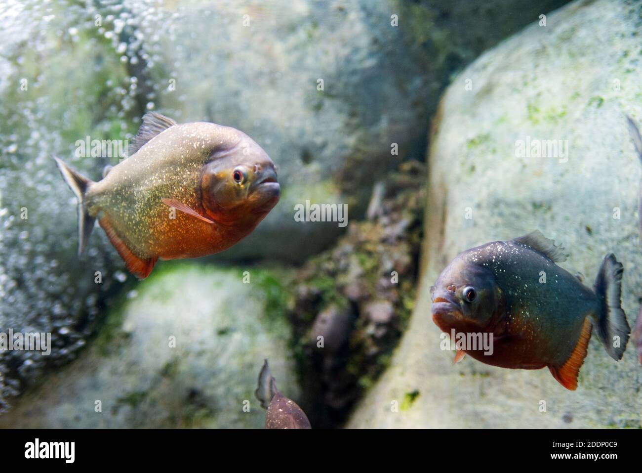 Gros plan d'un Piranha rouge-ventre ou Pygocentrus nattereri Photo ...