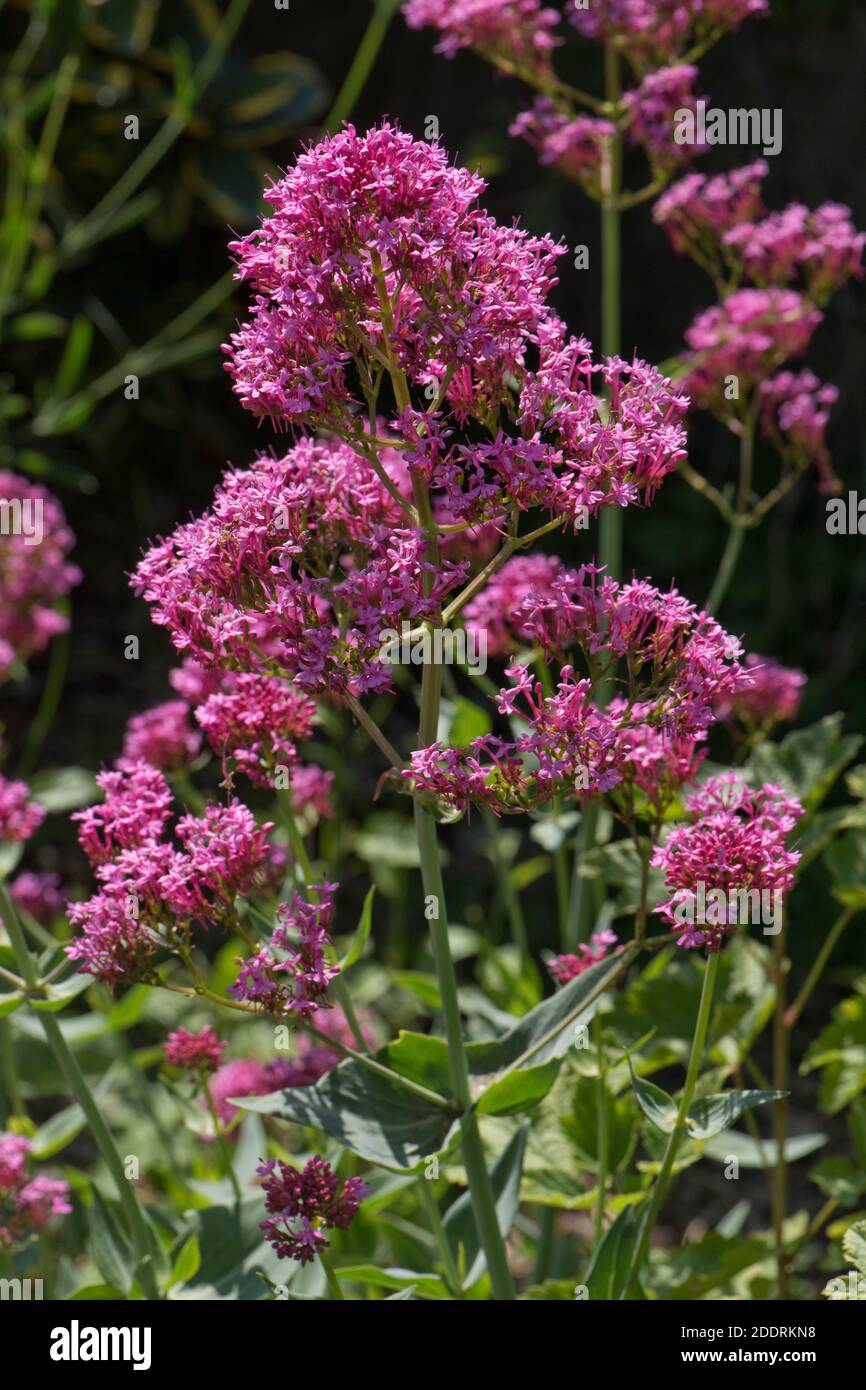 Rouge valériane (Centranthus ruber) fleurs roses rouges sur plante ...