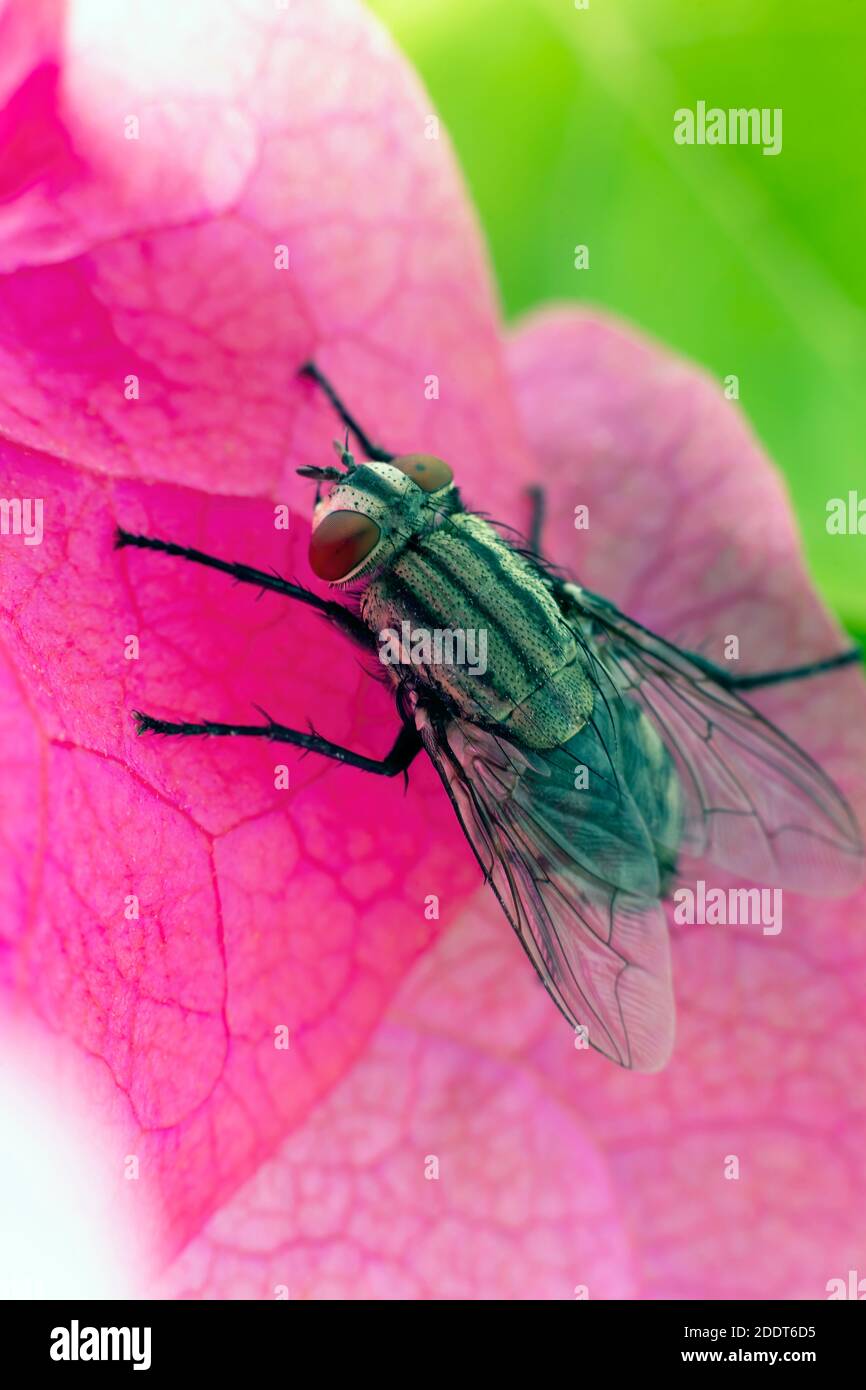 Gros insecte volant Banque de photographies et d’images à haute ...