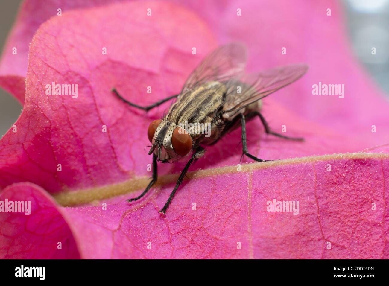 Gros insecte volant Banque de photographies et d’images à haute ...
