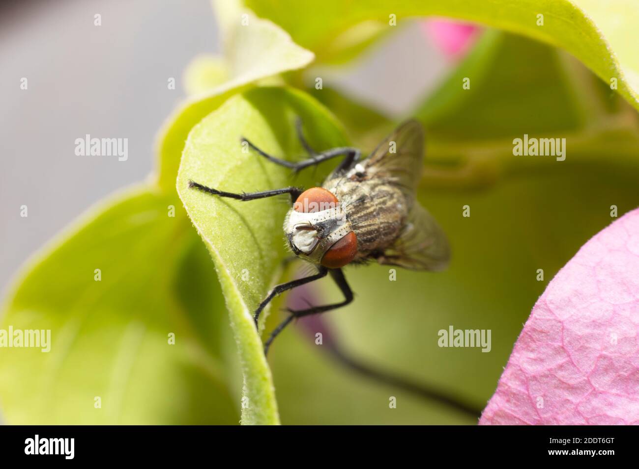 Gros insecte volant Banque de photographies et d’images à haute ...