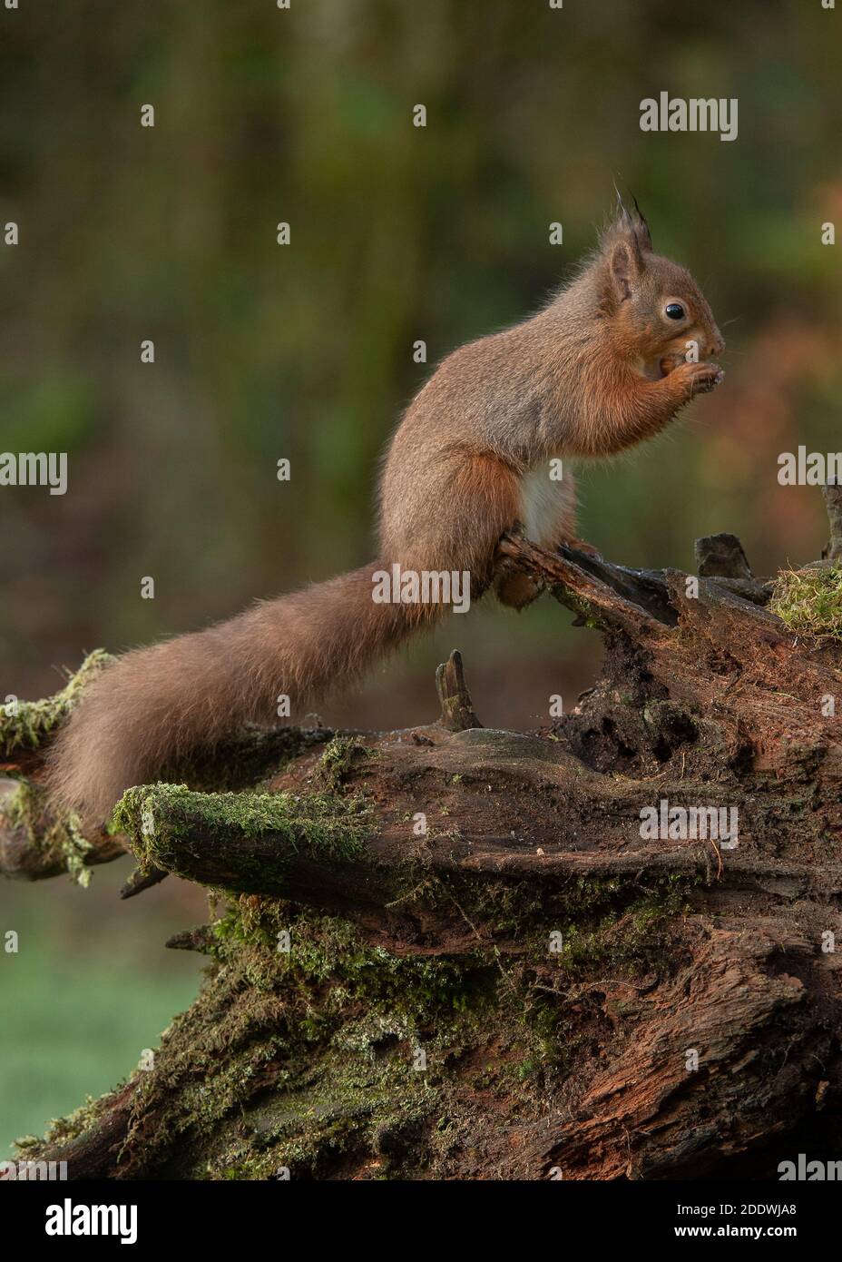 Écureuil roux (Sciurus vulgaris), en pellage d'hiver, assis sur une ...