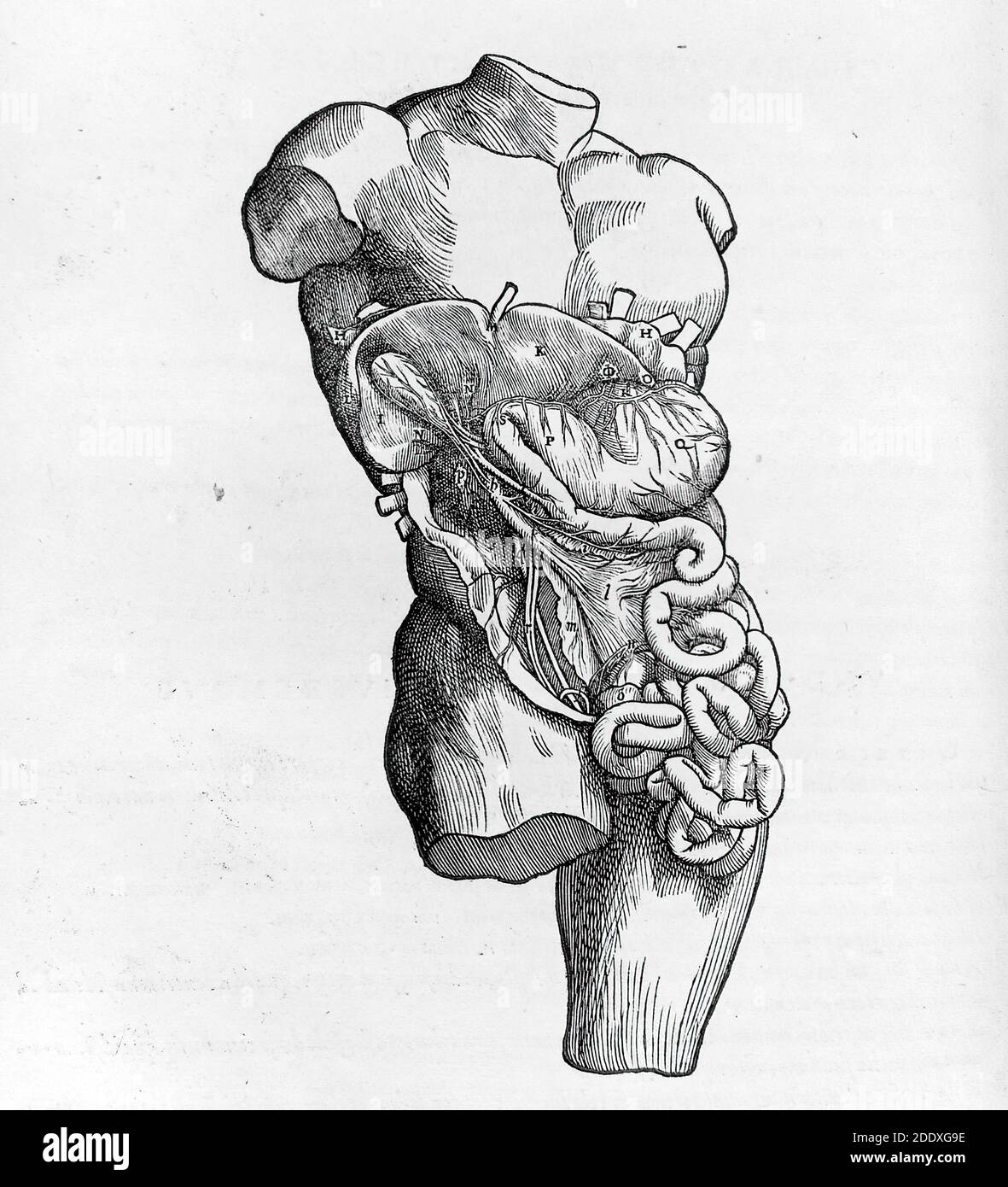 Anatomie humaine montrant les muscles et les organes mâles par Vesalius ...