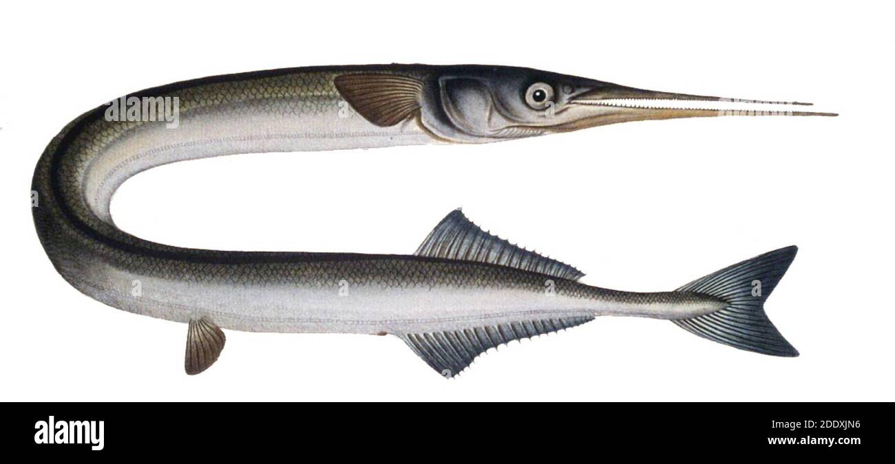 Garfish belone belone Banque d'images détourées - Alamy